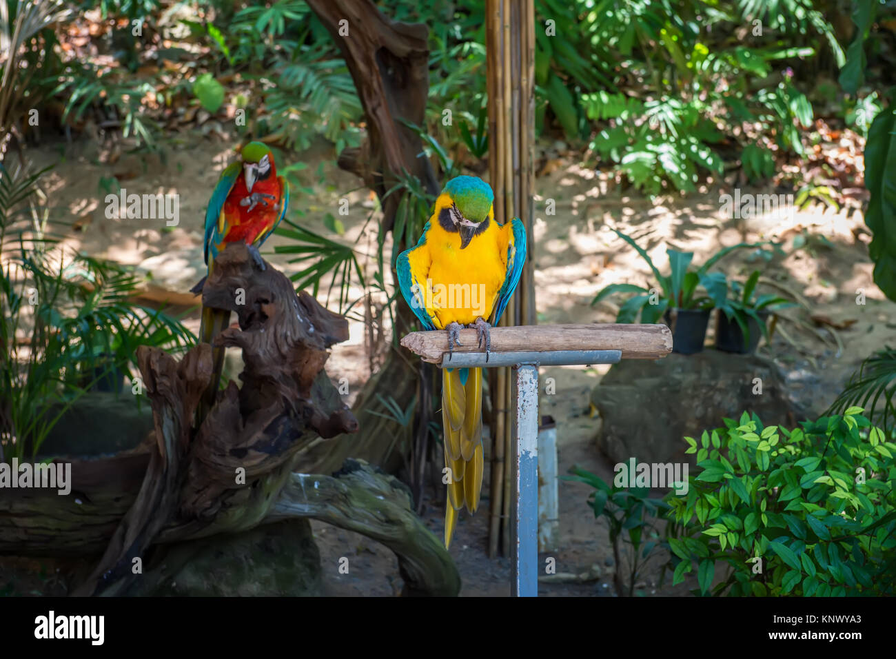 In the tropical forest among the branches of the feeder for a large ...