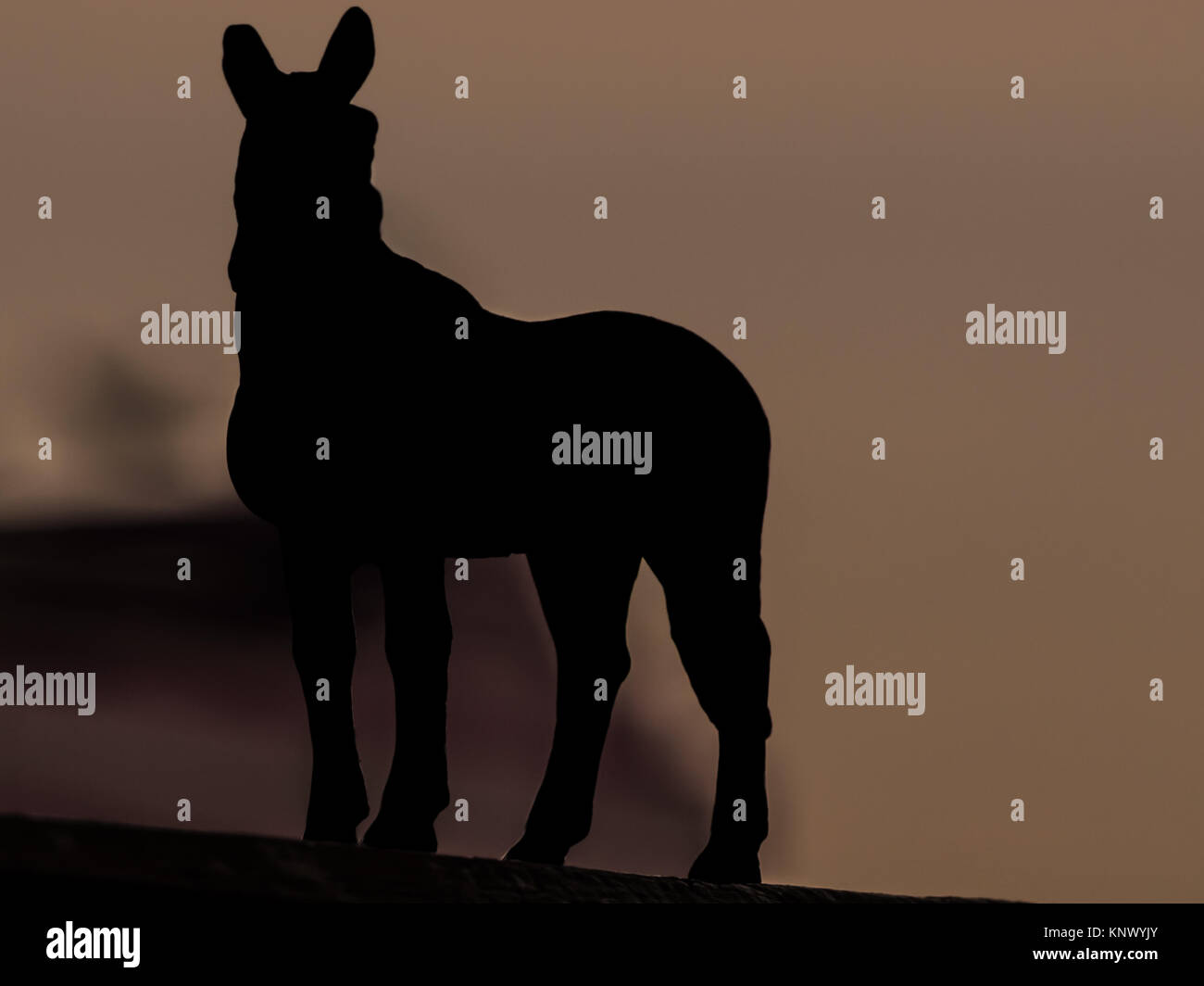 Arabian horse silhouette hi-res stock photography and images - Alamy