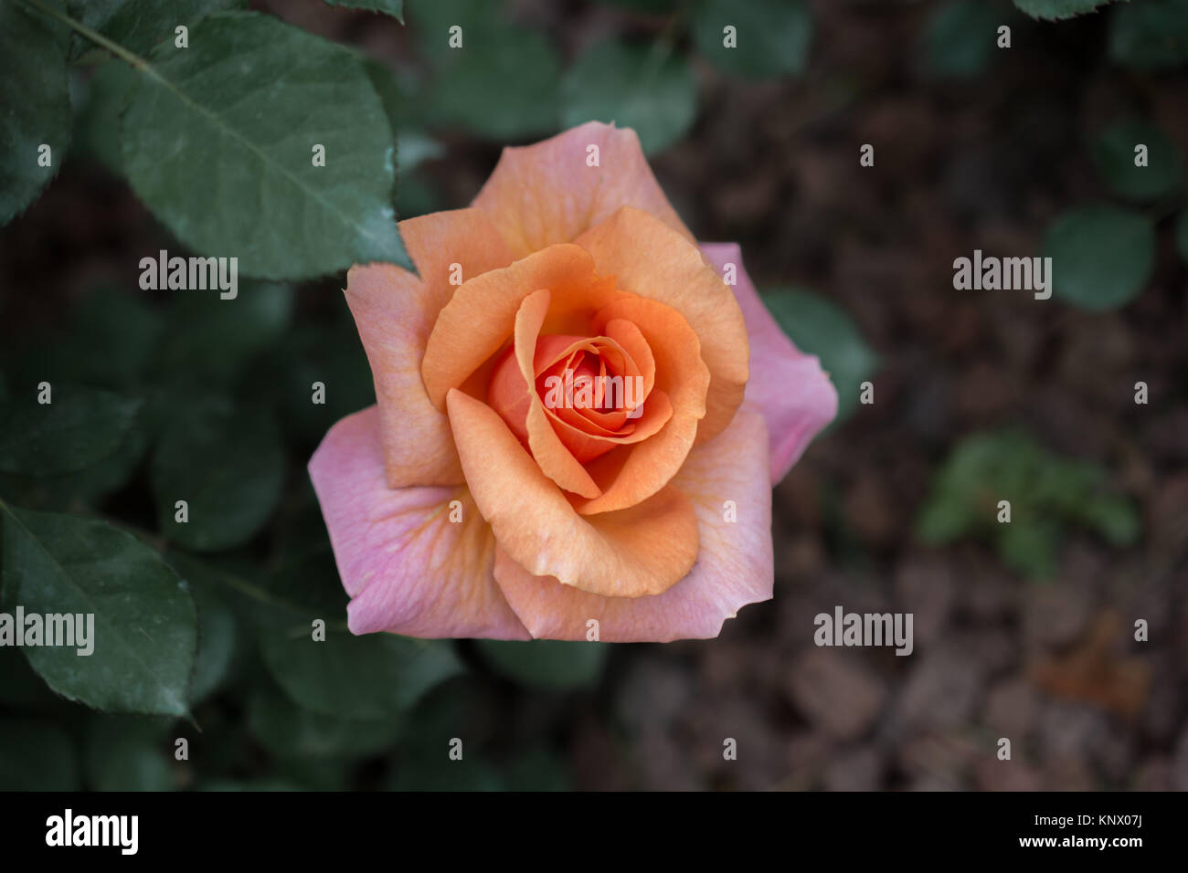 Beautiful colorful Rose Flower on garden background Stock Photo - Alamy