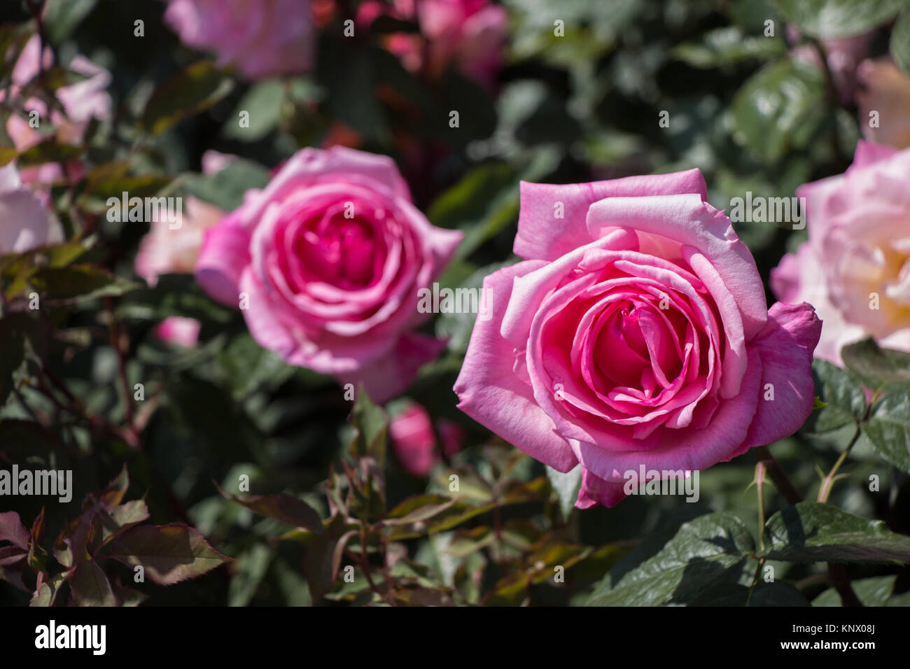 Blooming beautiful colorful roses in the garden background Stock Photo ...