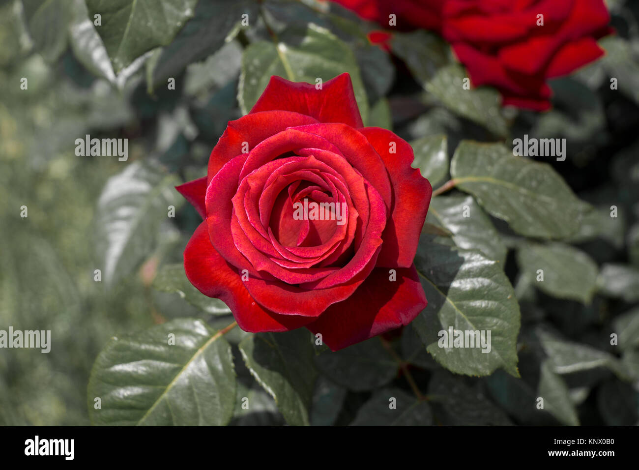 Beautiful colorful Rose Flower on garden background Stock Photo - Alamy