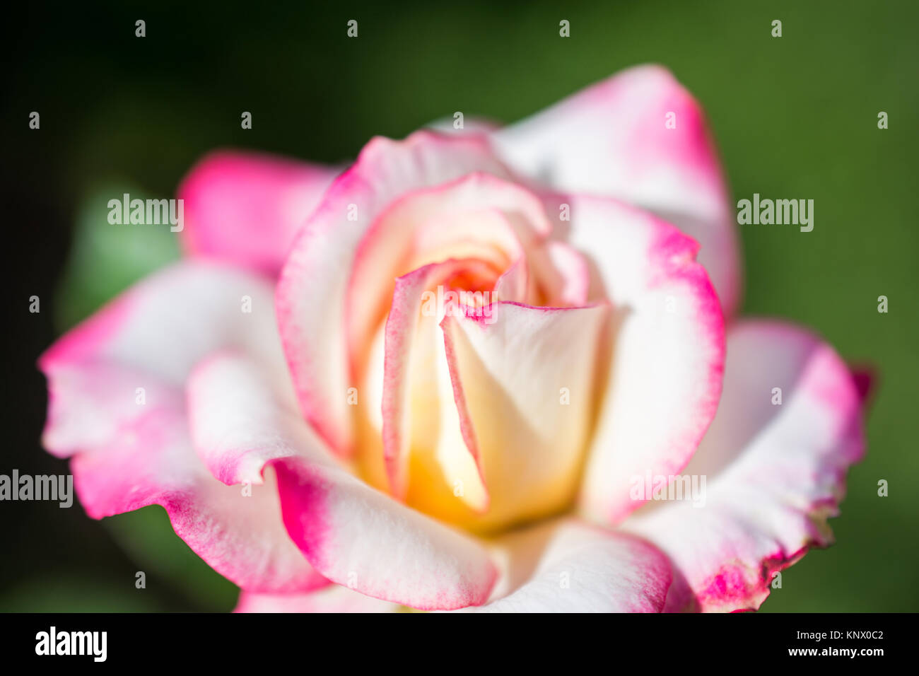Beautiful fresh roses in close up view Stock Photo - Alamy