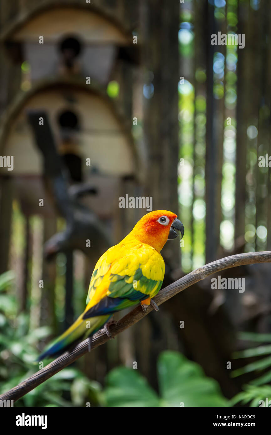 Small yellow parrot in a tropical forest on a Sunny day. The vertical ...