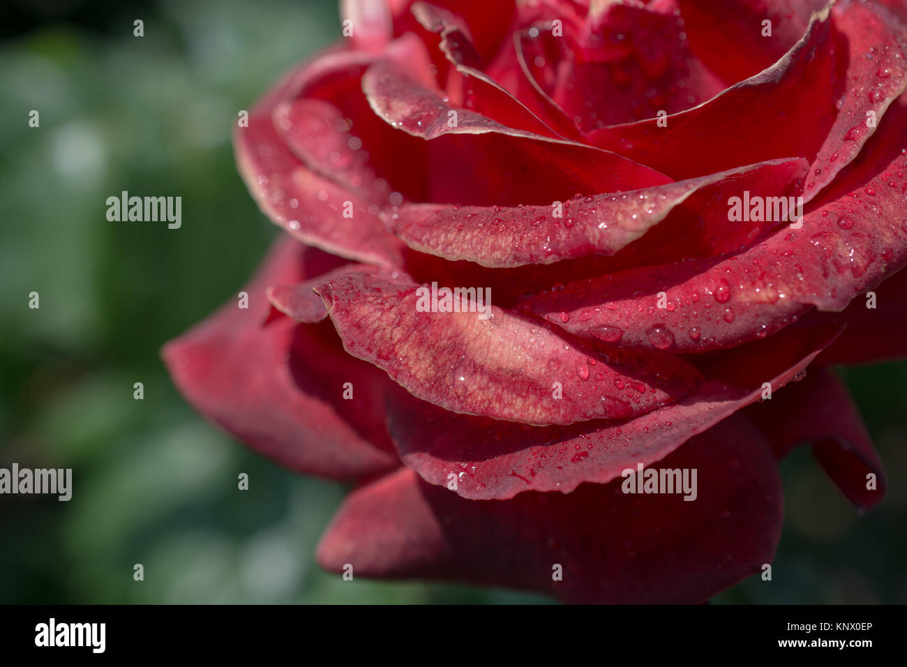 Beautiful fresh roses in close up view Stock Photo - Alamy