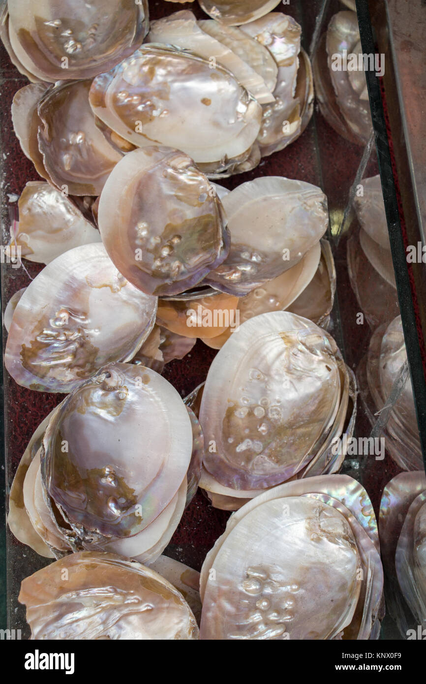 Various types of little colorful seashells Stock Photo - Alamy