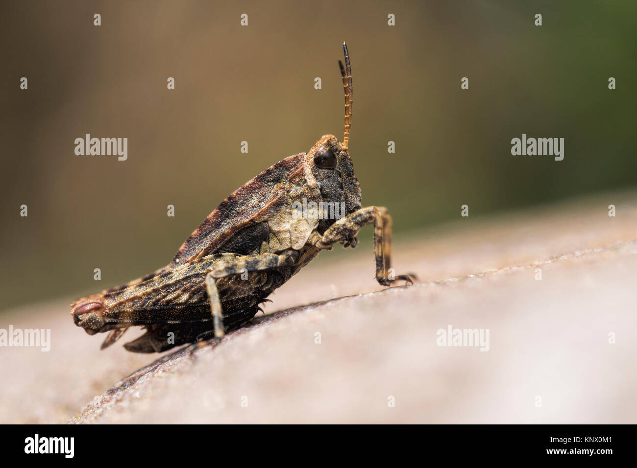 Common Groundhopper (Tetrix undulata) at rest on a rock in wet woodland ...