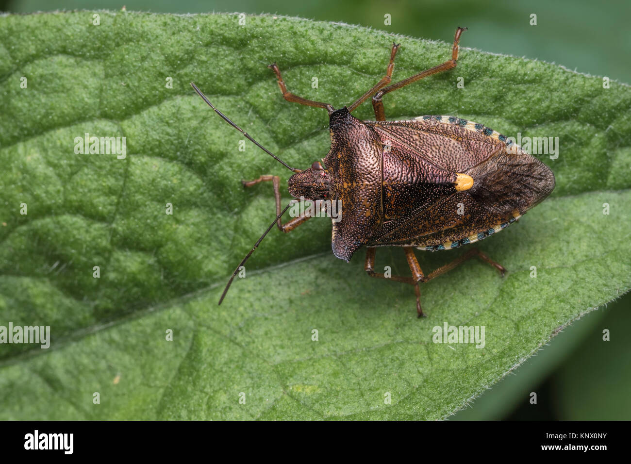 Forest Shieldbug (Pentatoma rufipes) at rest on leaf. Cahir, Tipperary ...