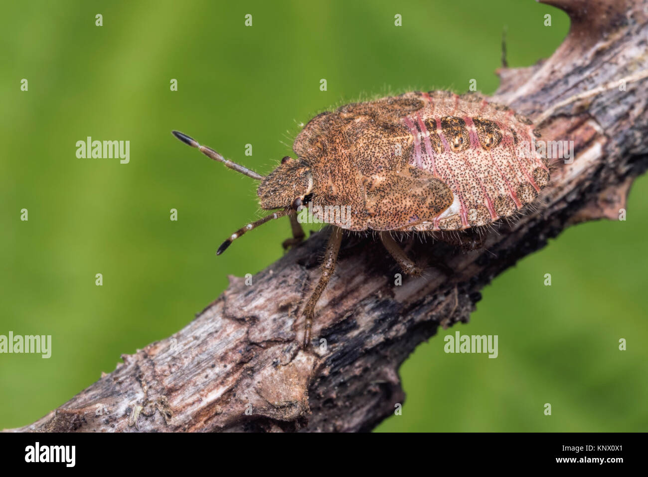 Hairy Shieldbug late instar nymph (Dolycoris baccarum) on a thorny ...