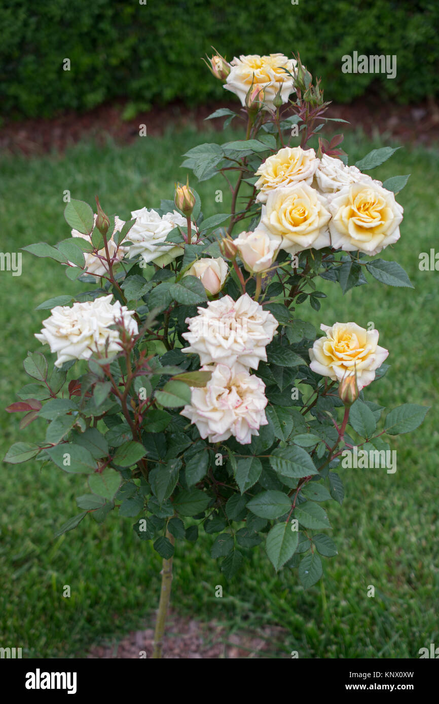 Rose tree with pink roses in a rose garden Stock Photo - Alamy