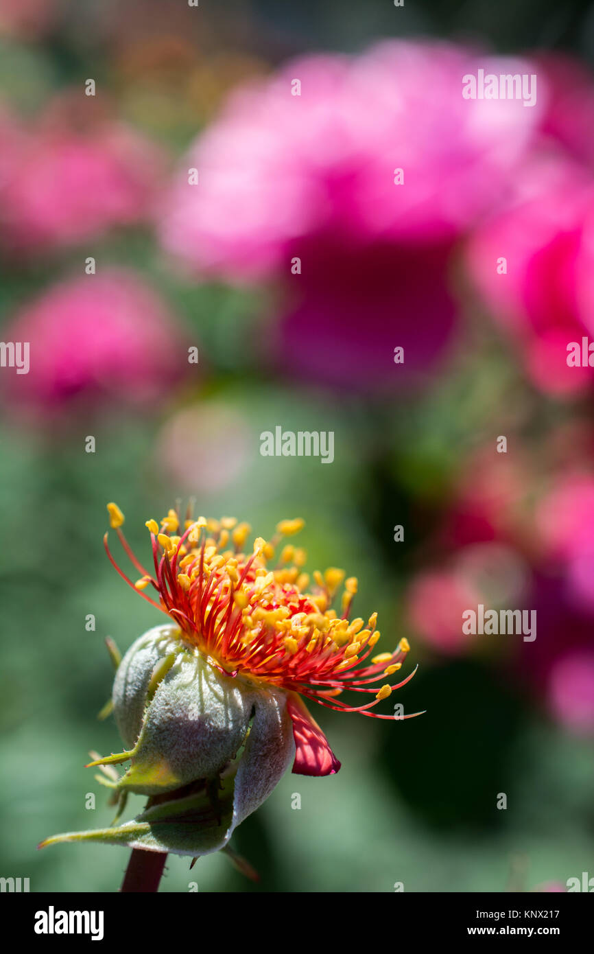 Rose flower without petals in the garden in spring Stock Photo - Alamy