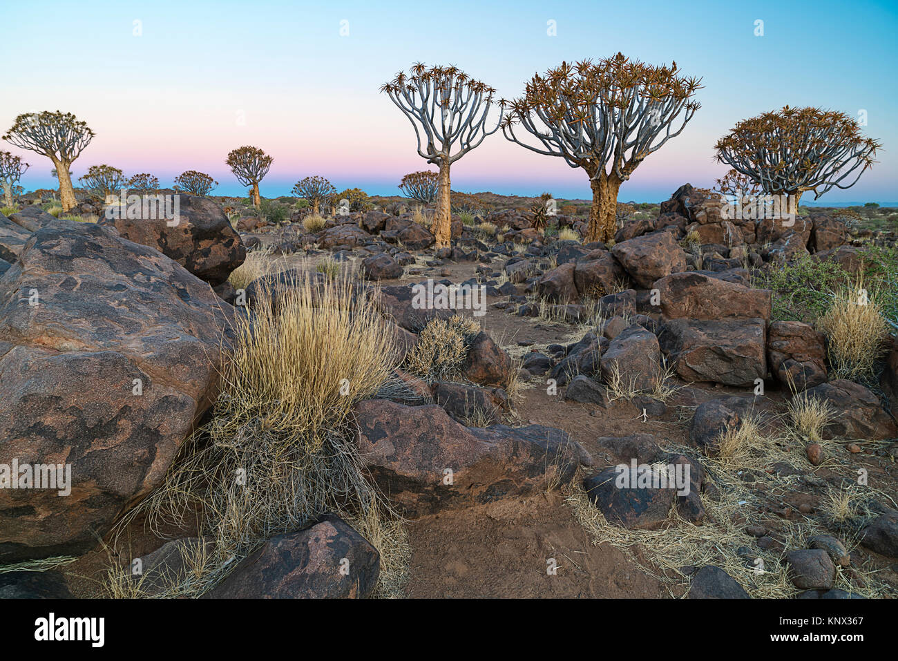 Quiver tree forest Stock Photo - Alamy