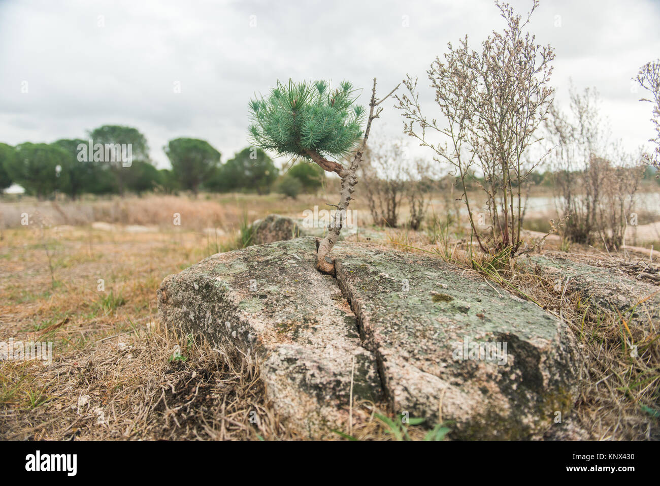 A small pine tree grows in the middle of a rock that has split in half ...