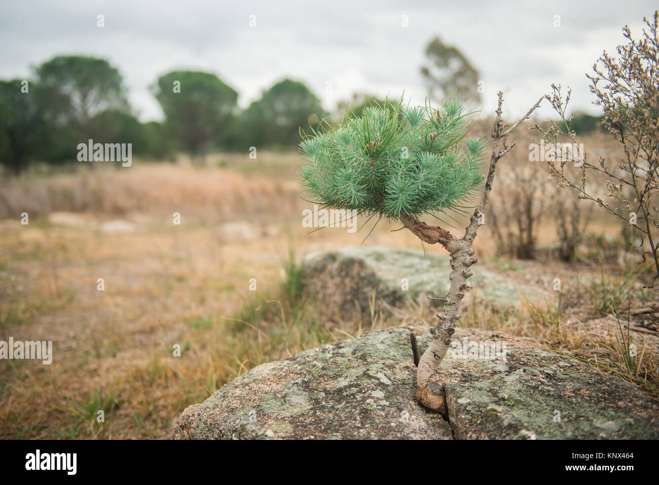 A small pine tree grows in the middle of a rock that has split in half ...