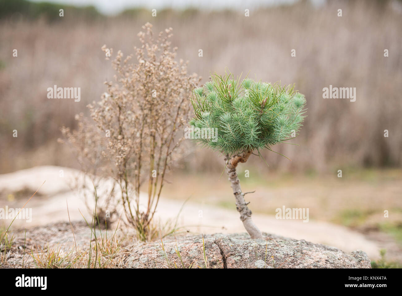 Half dry and half green tree hi-res stock photography and images - Alamy