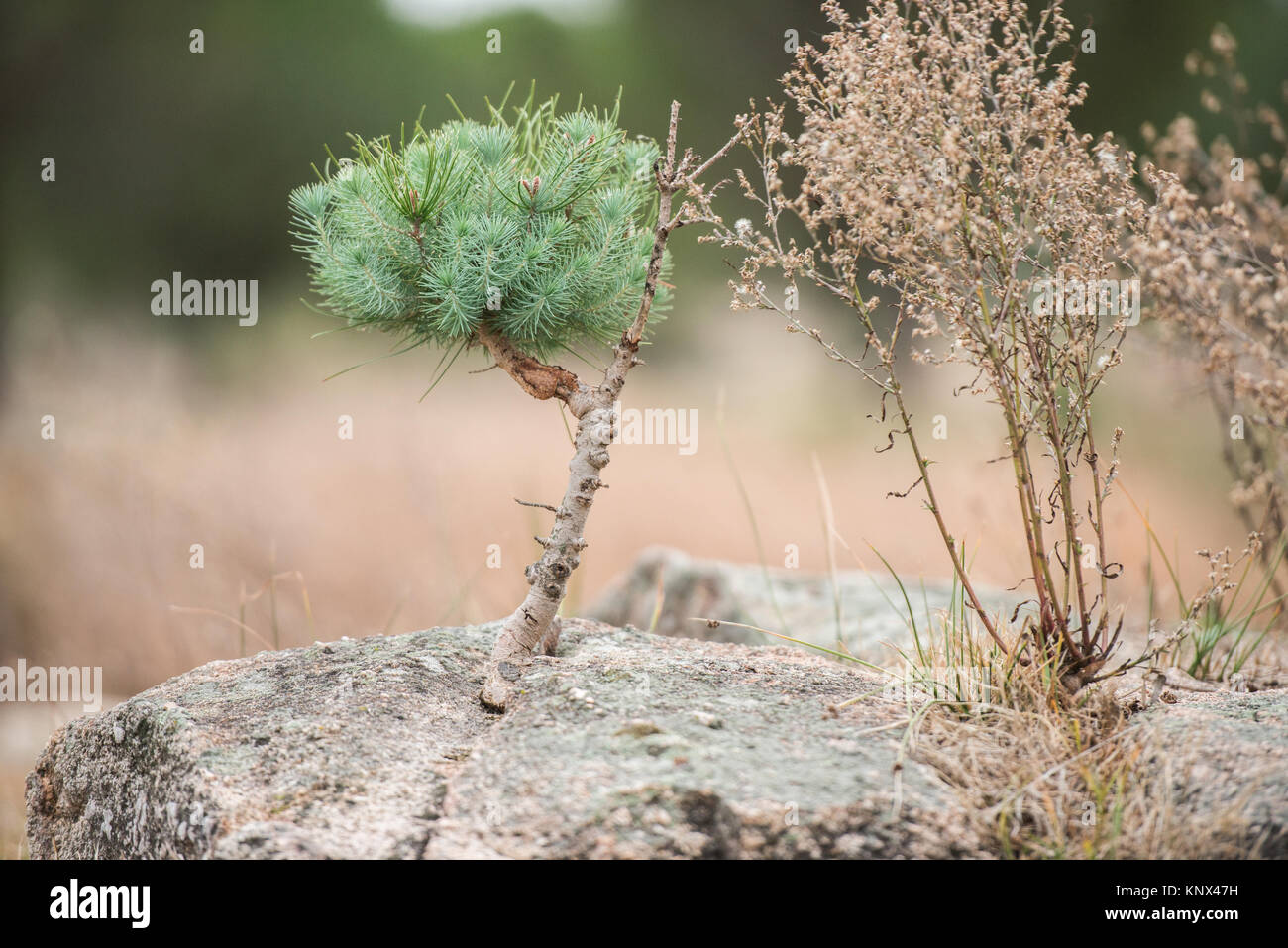 A small pine tree grows in the middle of a rock that has split in half ...