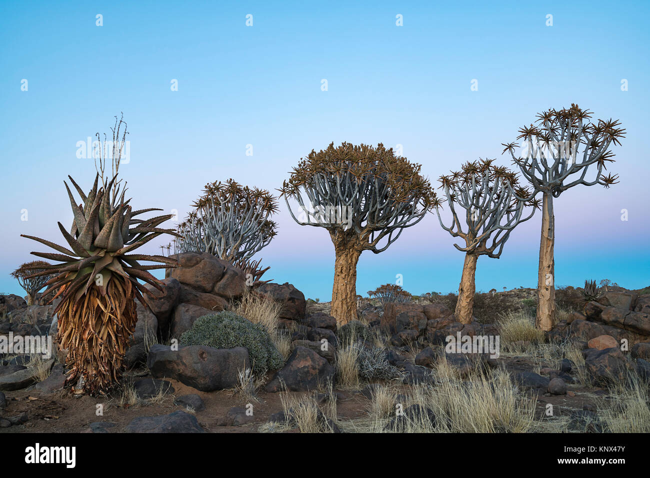 Quiver tree forest Stock Photo - Alamy