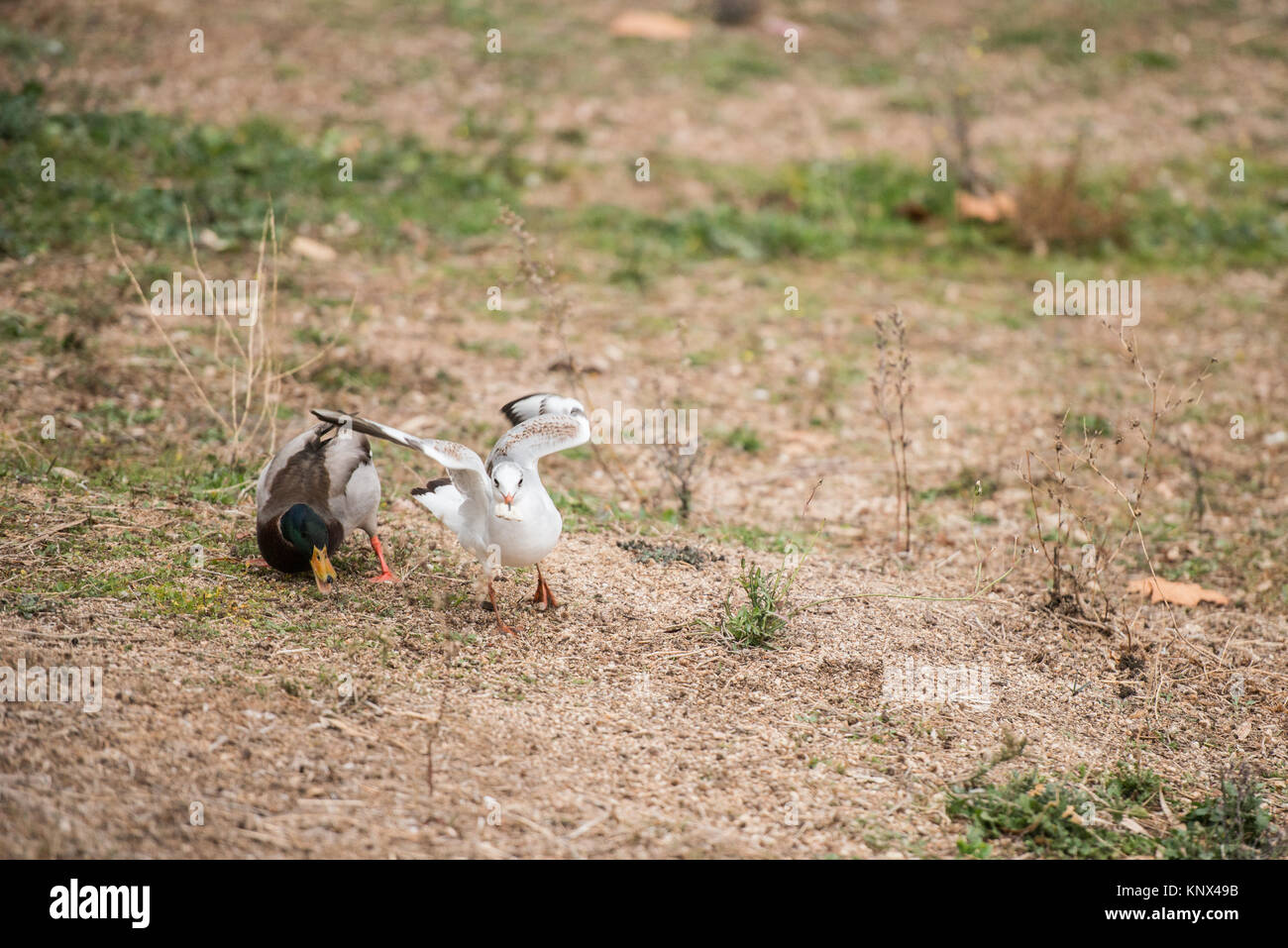 A river gull attacks a duck to steal a piece of bread in the reservoir of Proserpina, Badajoz ...