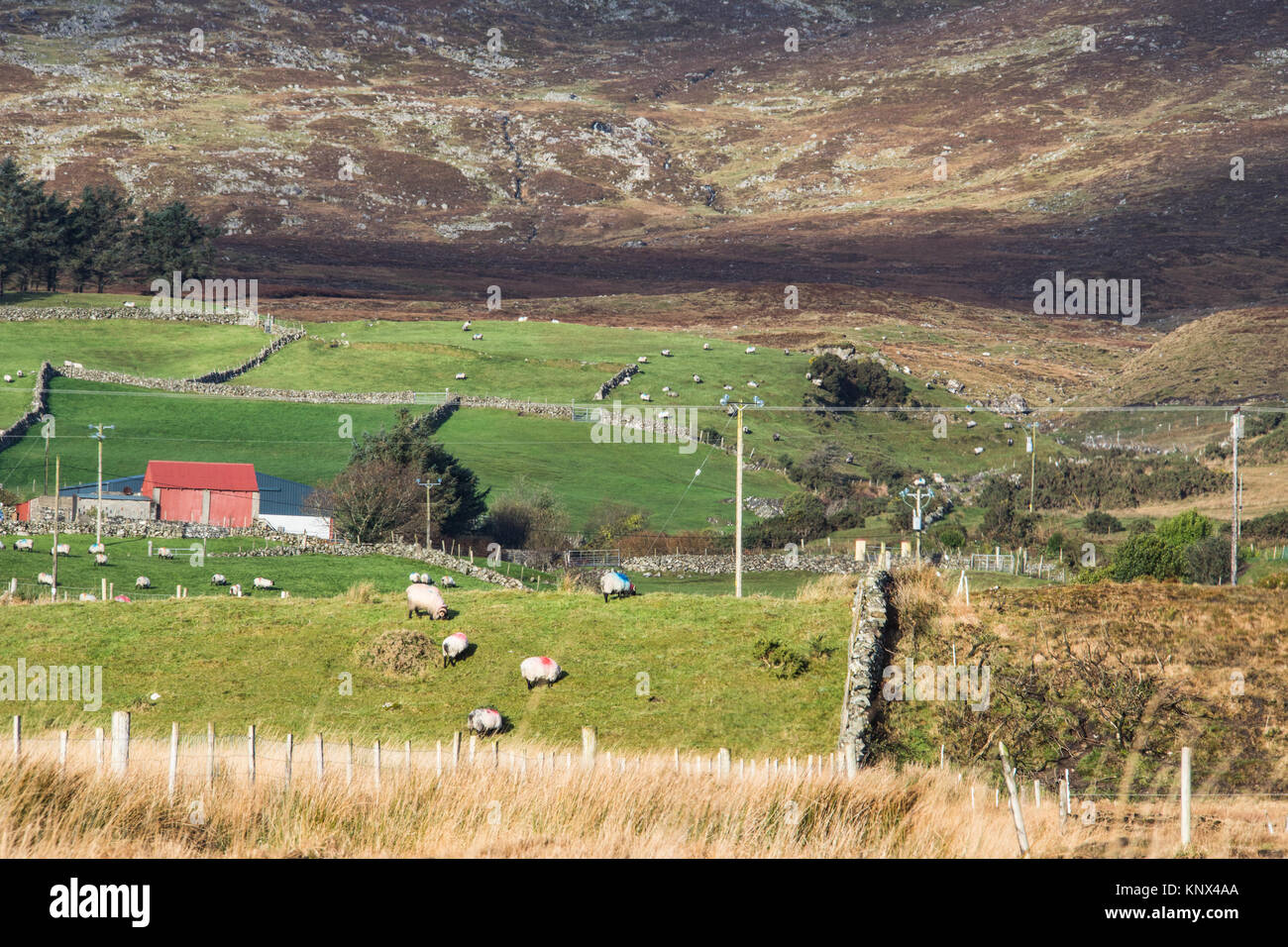 Sheep grazing in a field in rural Republic of Ireland Stock Photo - Alamy