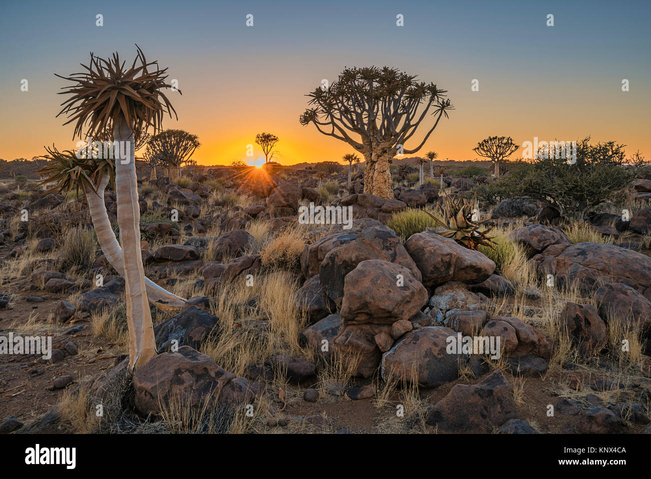 Quiver tree sunset Stock Photo - Alamy
