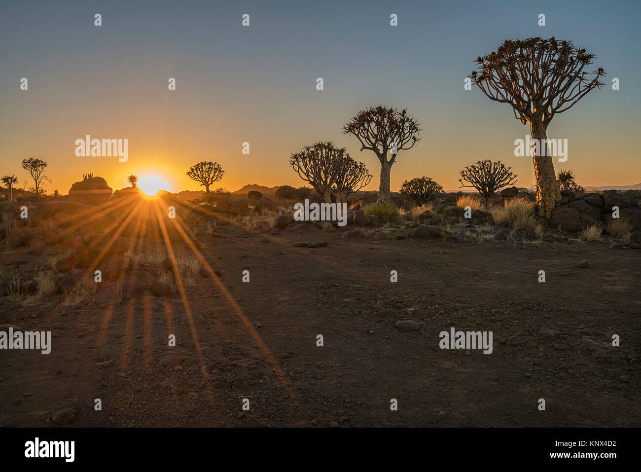 Quiver tree sunset Stock Photo - Alamy