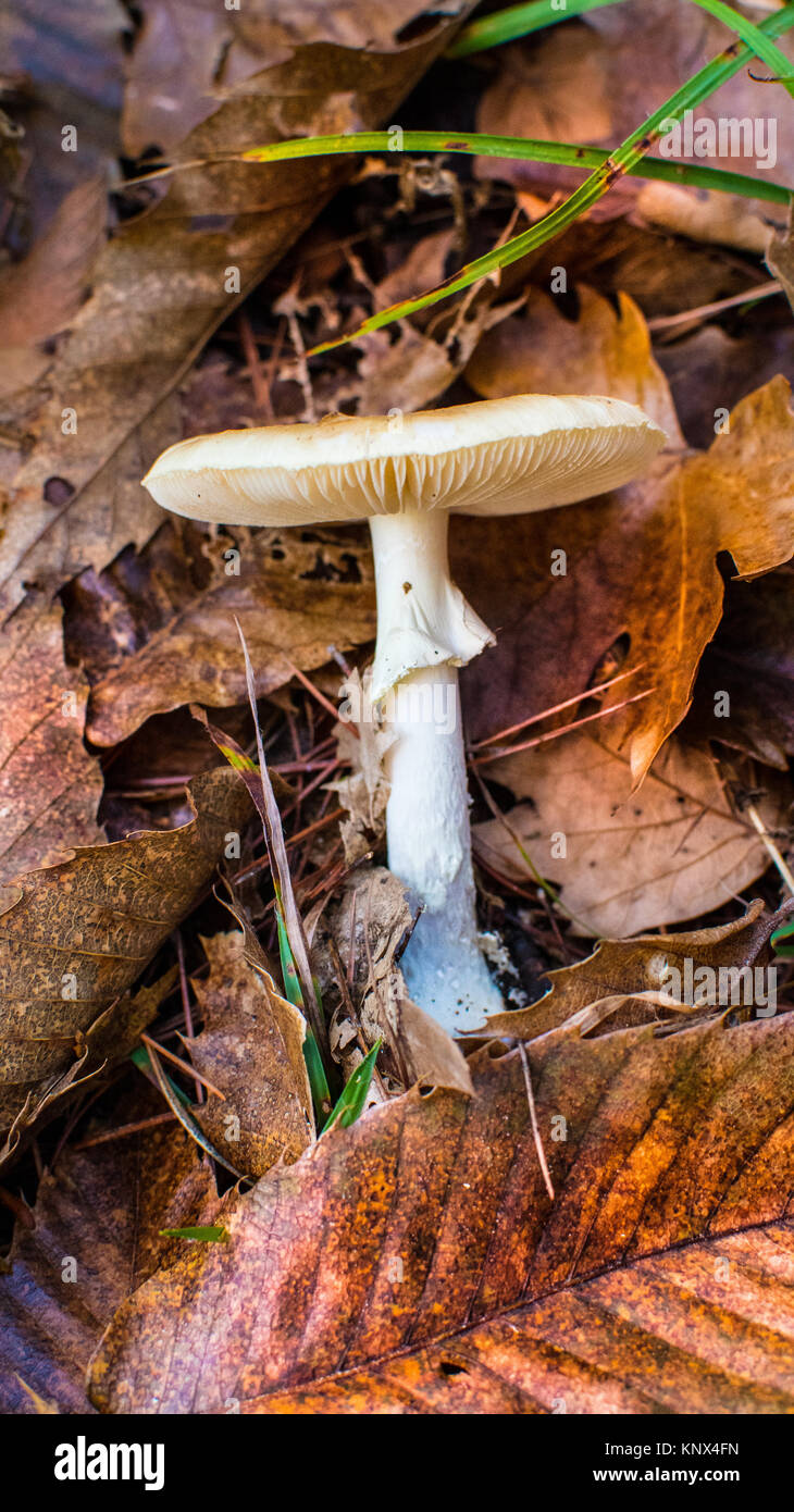 Mushroom closeup in the forest Stock Photo - Alamy