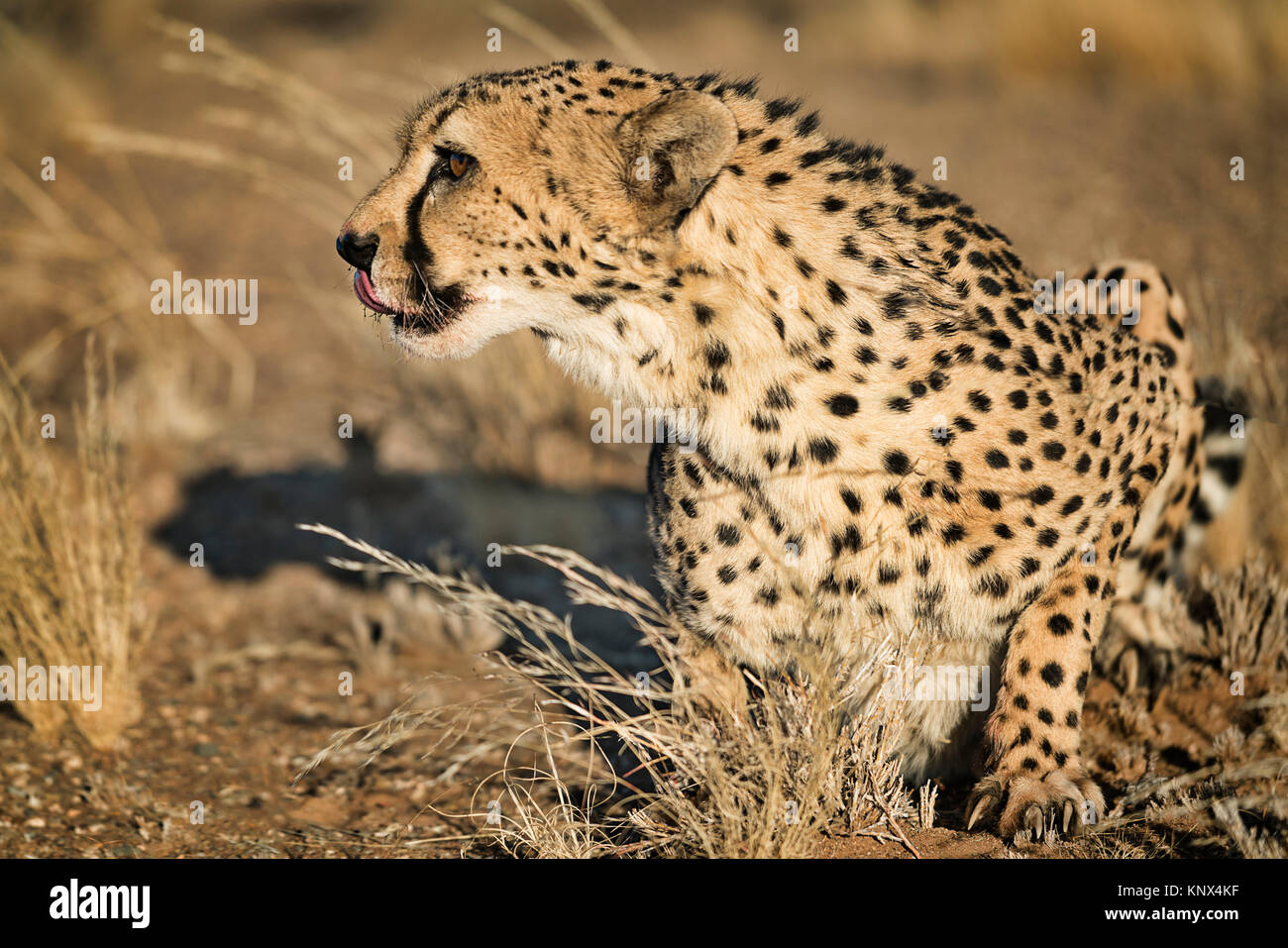 Cheetah field hi-res stock photography and images - Alamy
