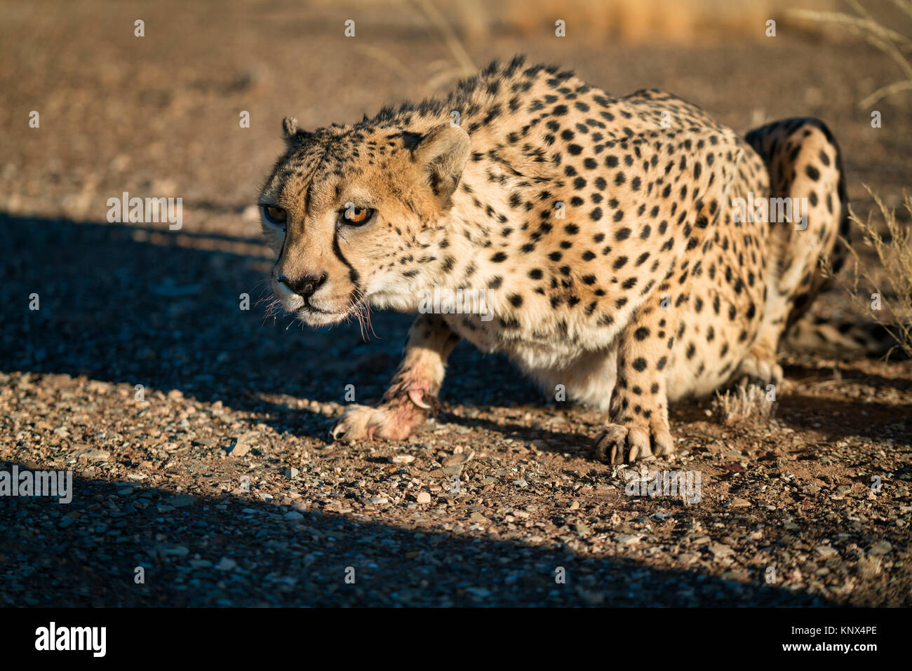 Cheetah crouching hi-res stock photography and images - Alamy
