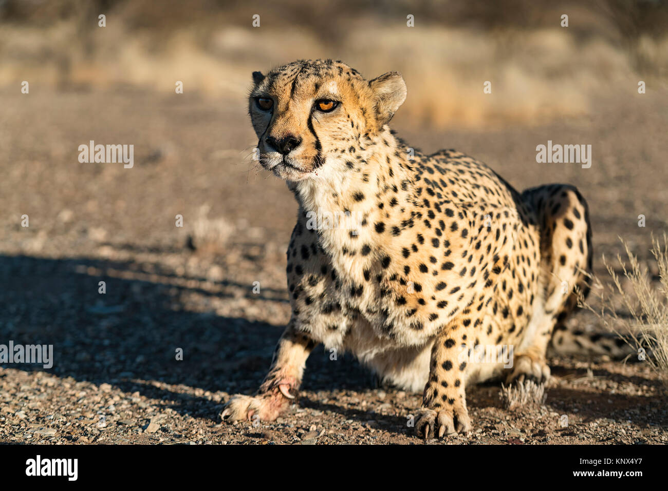 Male Cheetah High Resolution Stock Photography and Images - Alamy