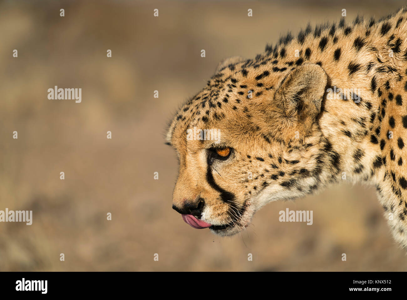 Male cheetah hi-res stock photography and images - Alamy