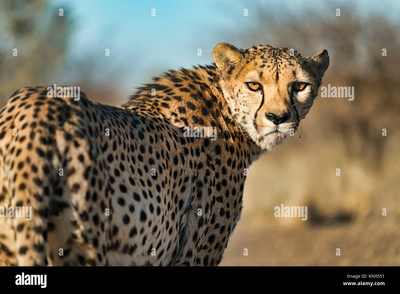 Male cheetah hi-res stock photography and images - Alamy