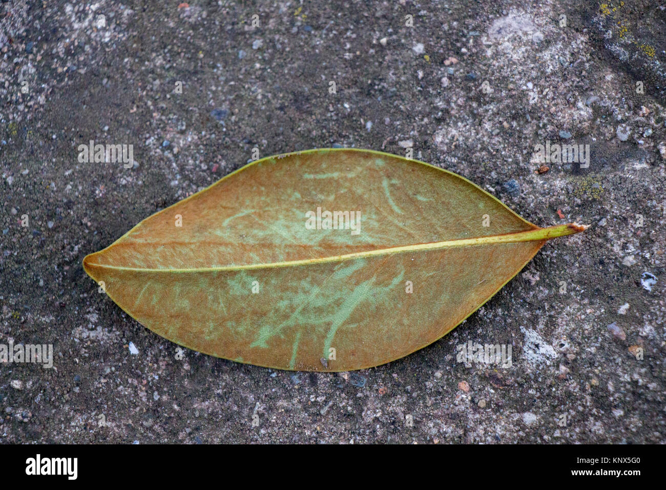 Dry tree leaf as an Autumn background Stock Photo - Alamy