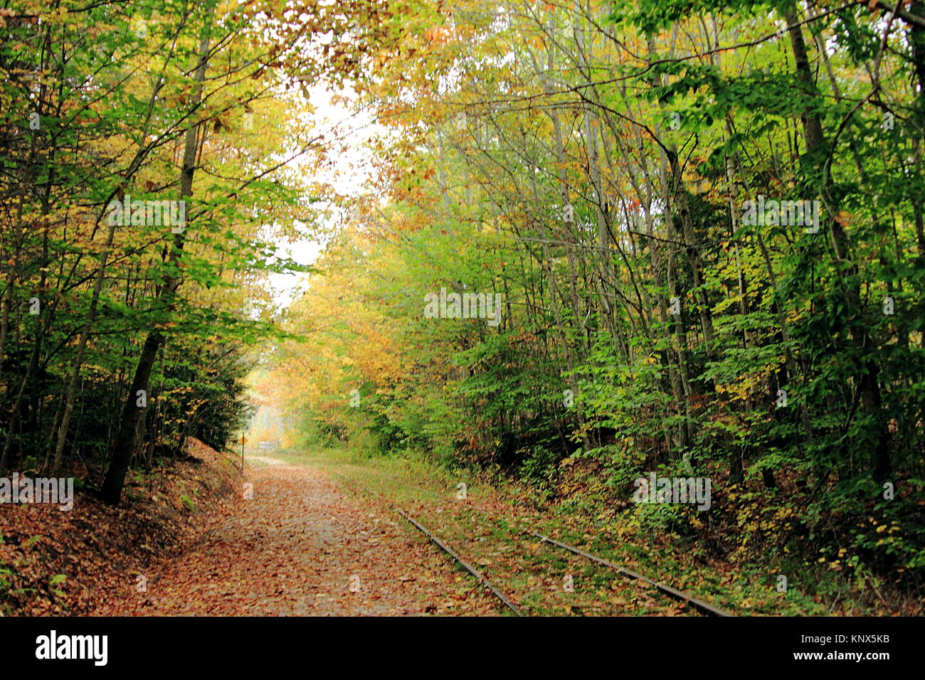 Autumn fall forest with pathway in Massachusetts Stock Photo - Alamy