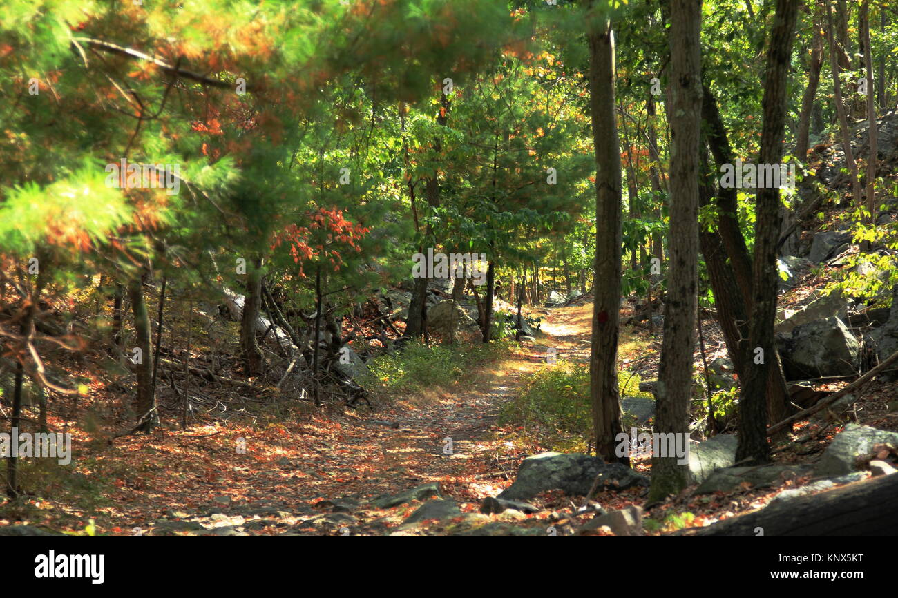 Flora of massachusetts hi-res stock photography and images - Alamy