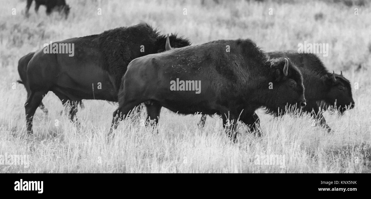 Three bison Black and White Stock Photos & Images - Alamy