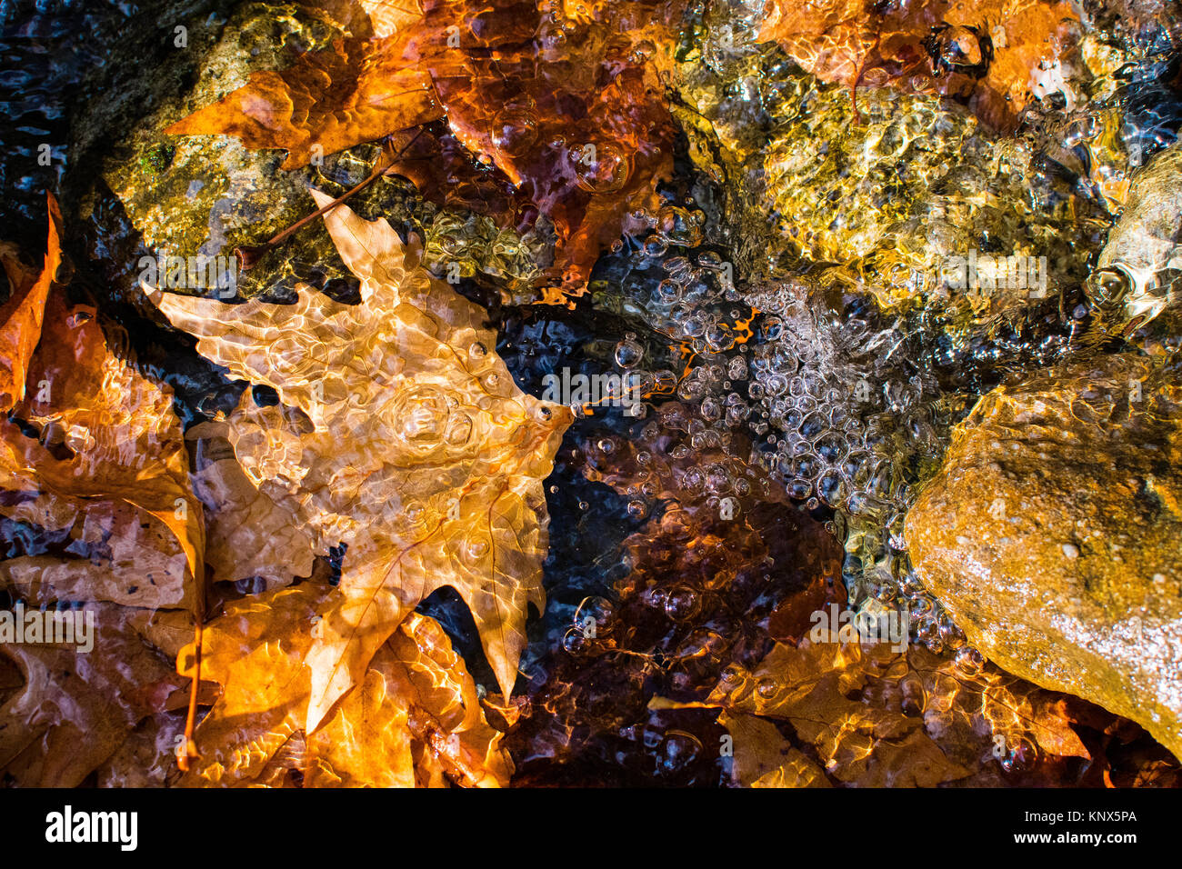 Autumn leaves floating over smooth river rocks Stock Photo - Alamy