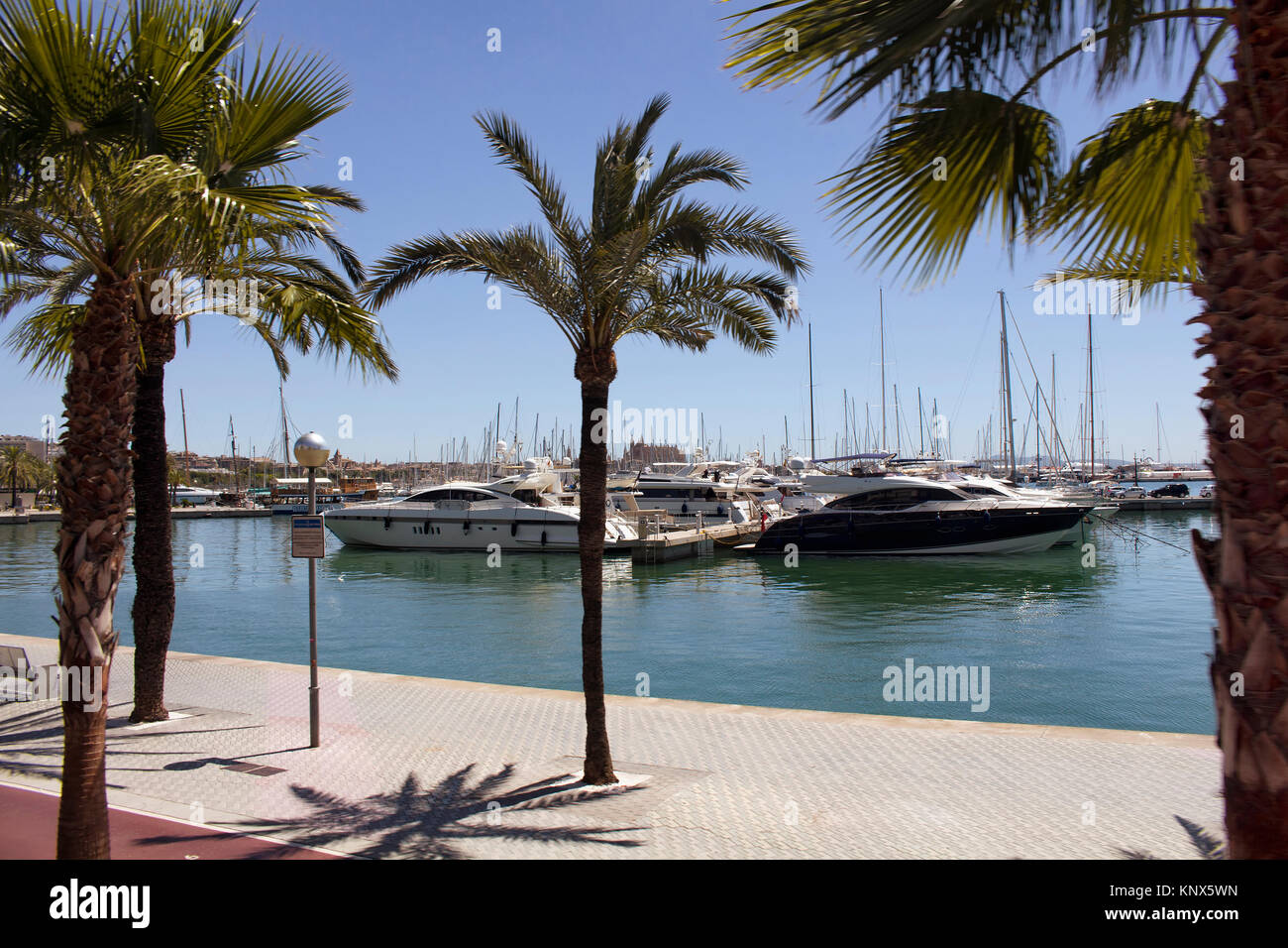View of palm trees and many yachts at Palma De Mallorca marina Stock ...