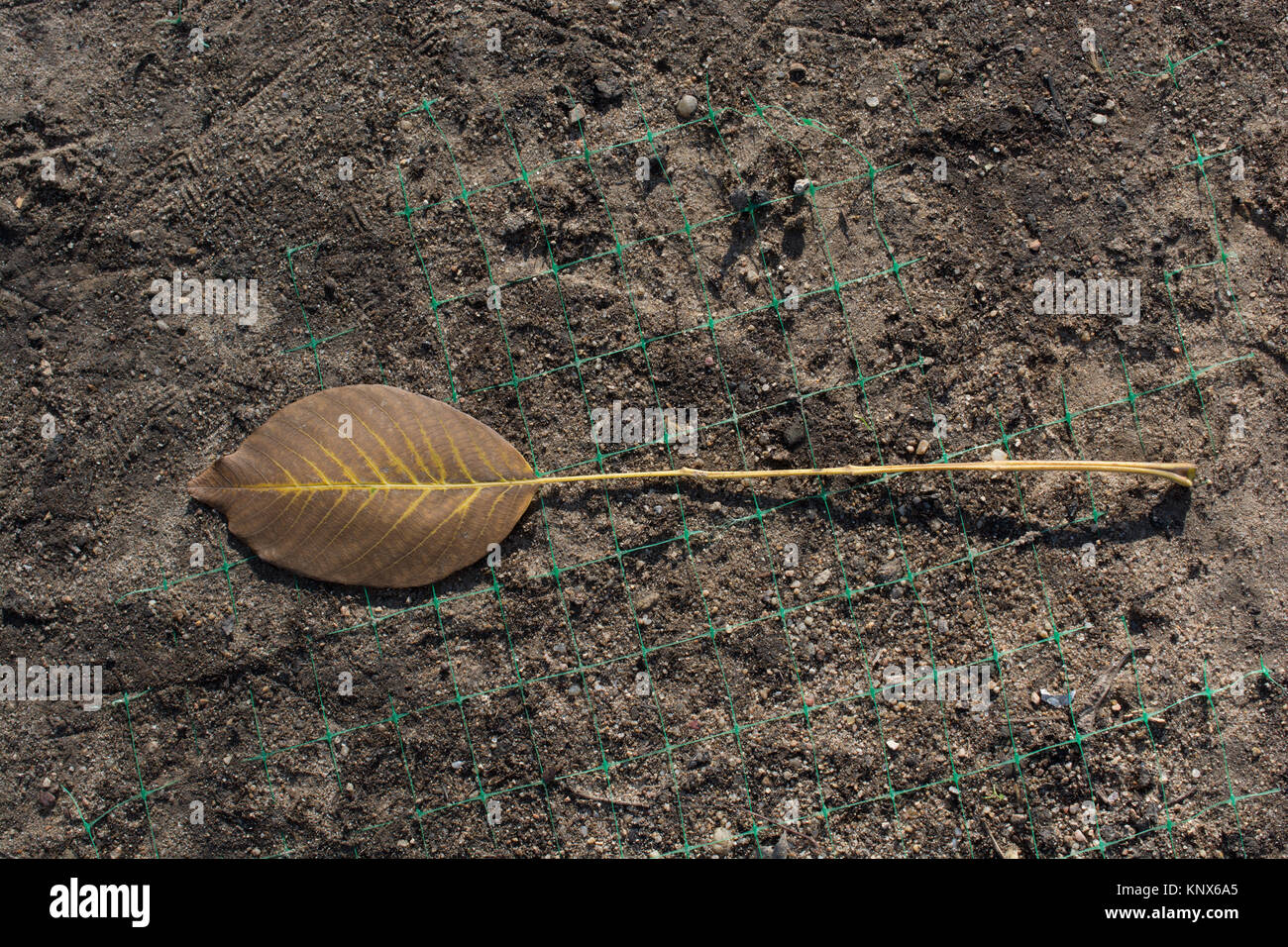 One separate dry leaf of Autumn times Stock Photo - Alamy