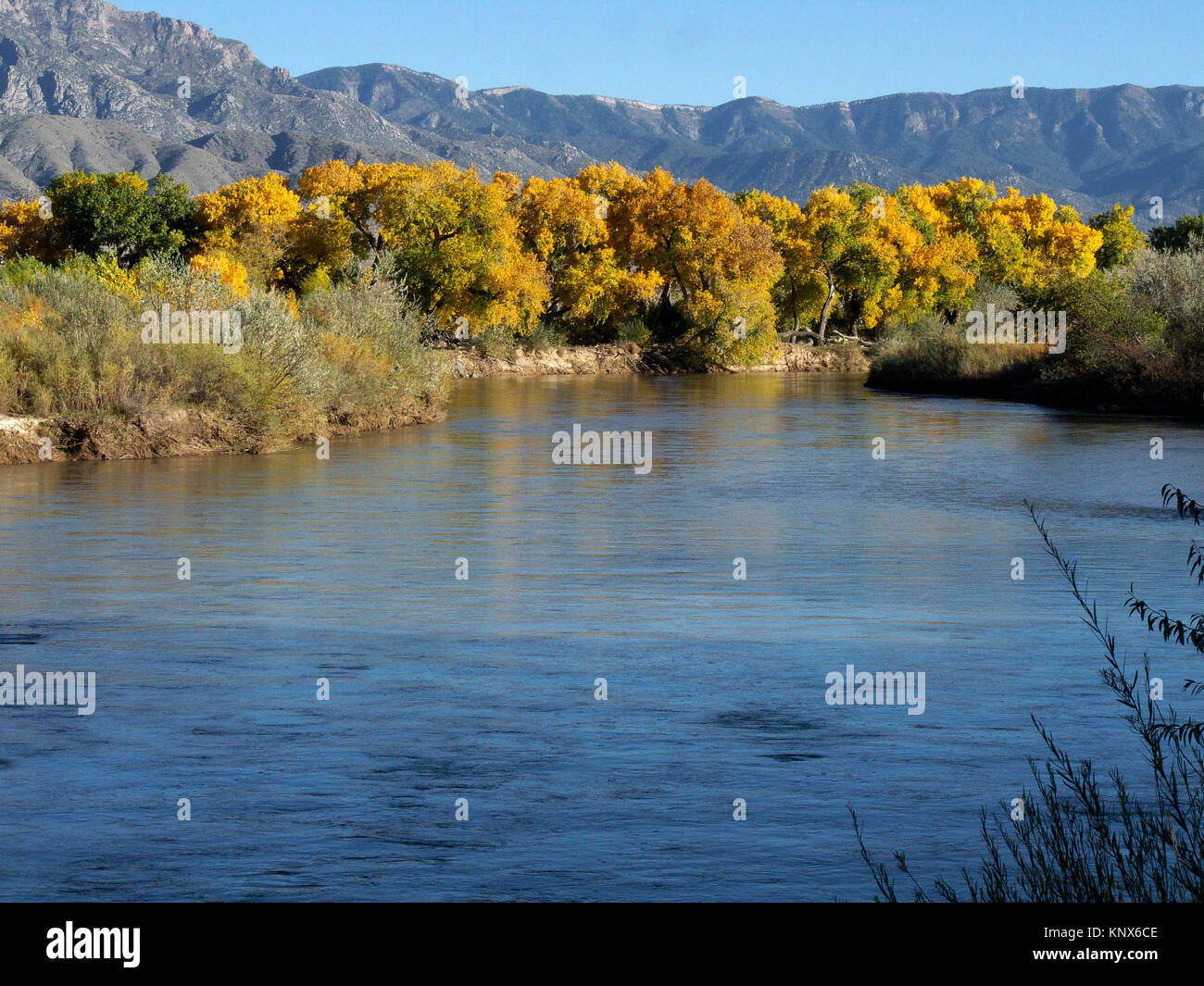 cottonwood trees in Autumn on Rio Grande Stock Photo - Alamy