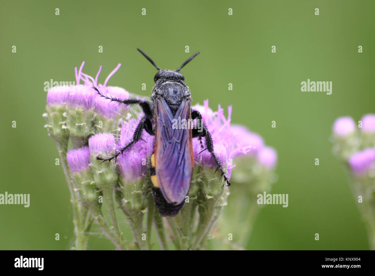 Large wasp hi-res stock photography and images - Alamy