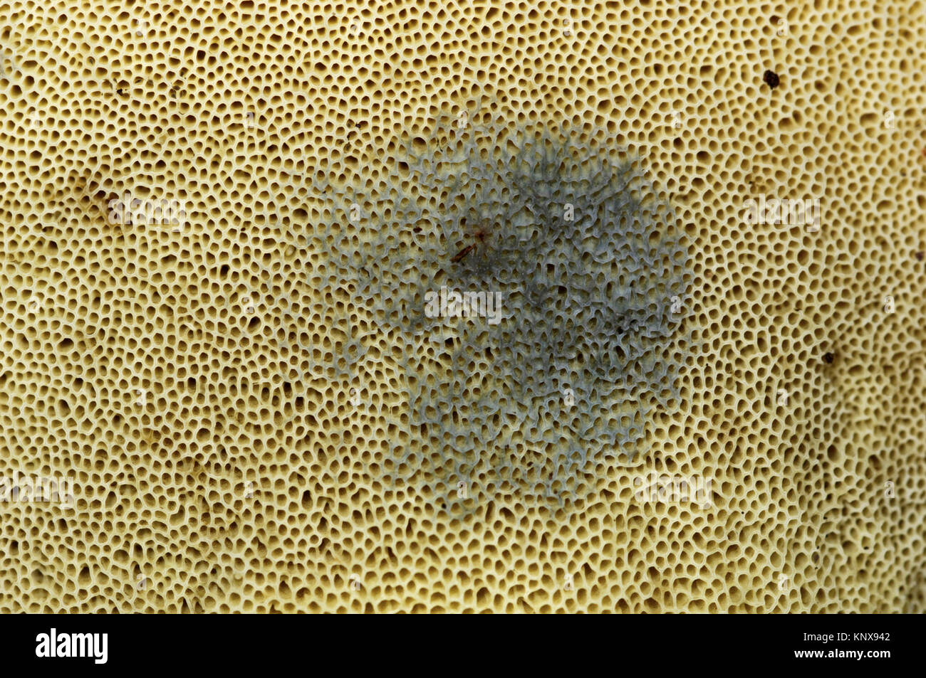 Badius hi-res stock photography and images - Alamy