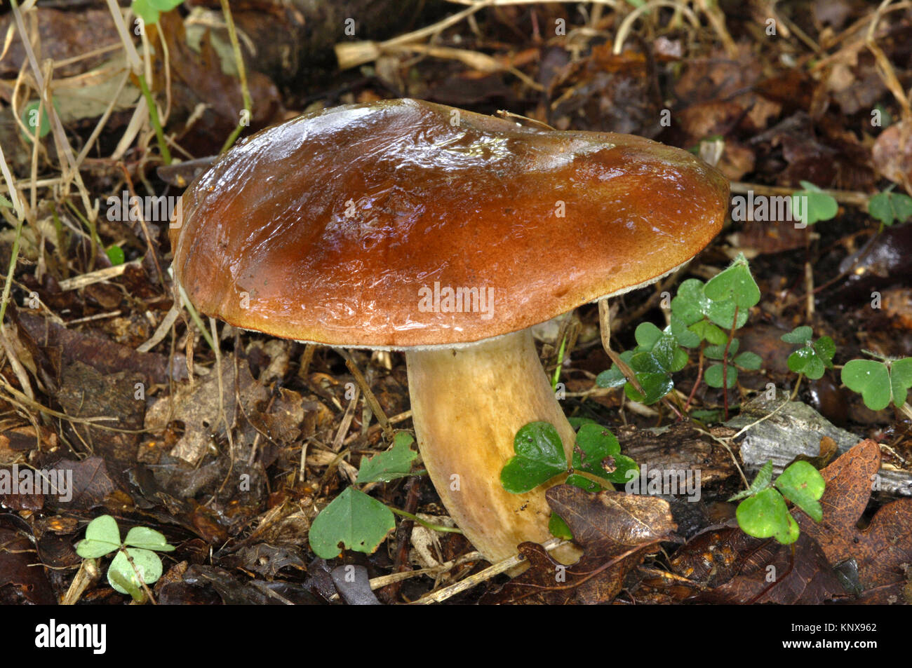 Bay Bolete - Boletus badius (aka Xerocomus badius Stock Photo - Alamy