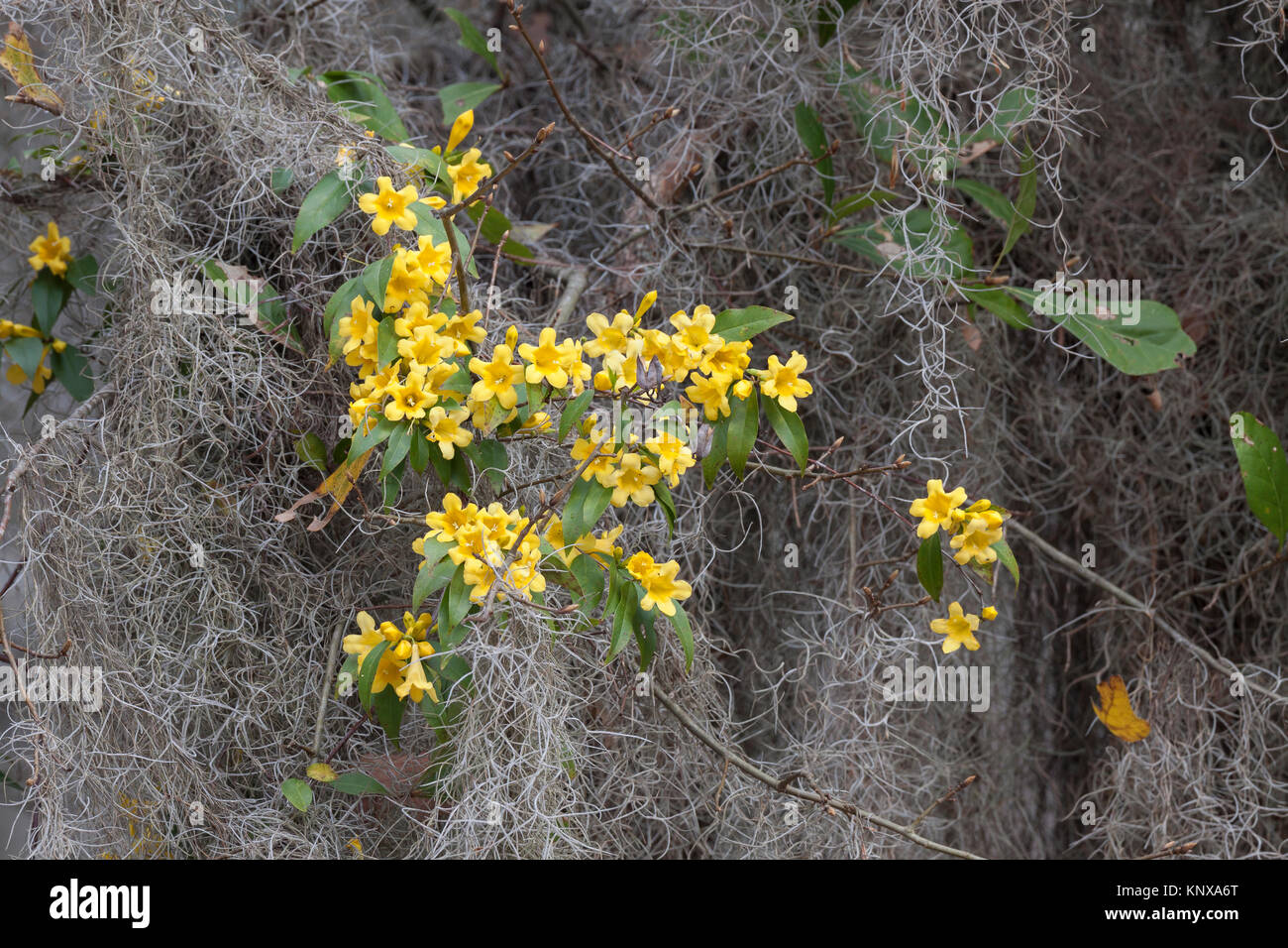 Yellow Jessamine (Gelsemium sempervirens) in Congaree National Park ...