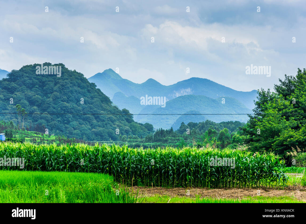 Beautiful rural scenery in summer Stock Photo - Alamy