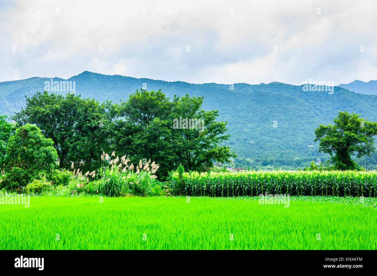 Beautiful rural scenery in summer Stock Photo - Alamy