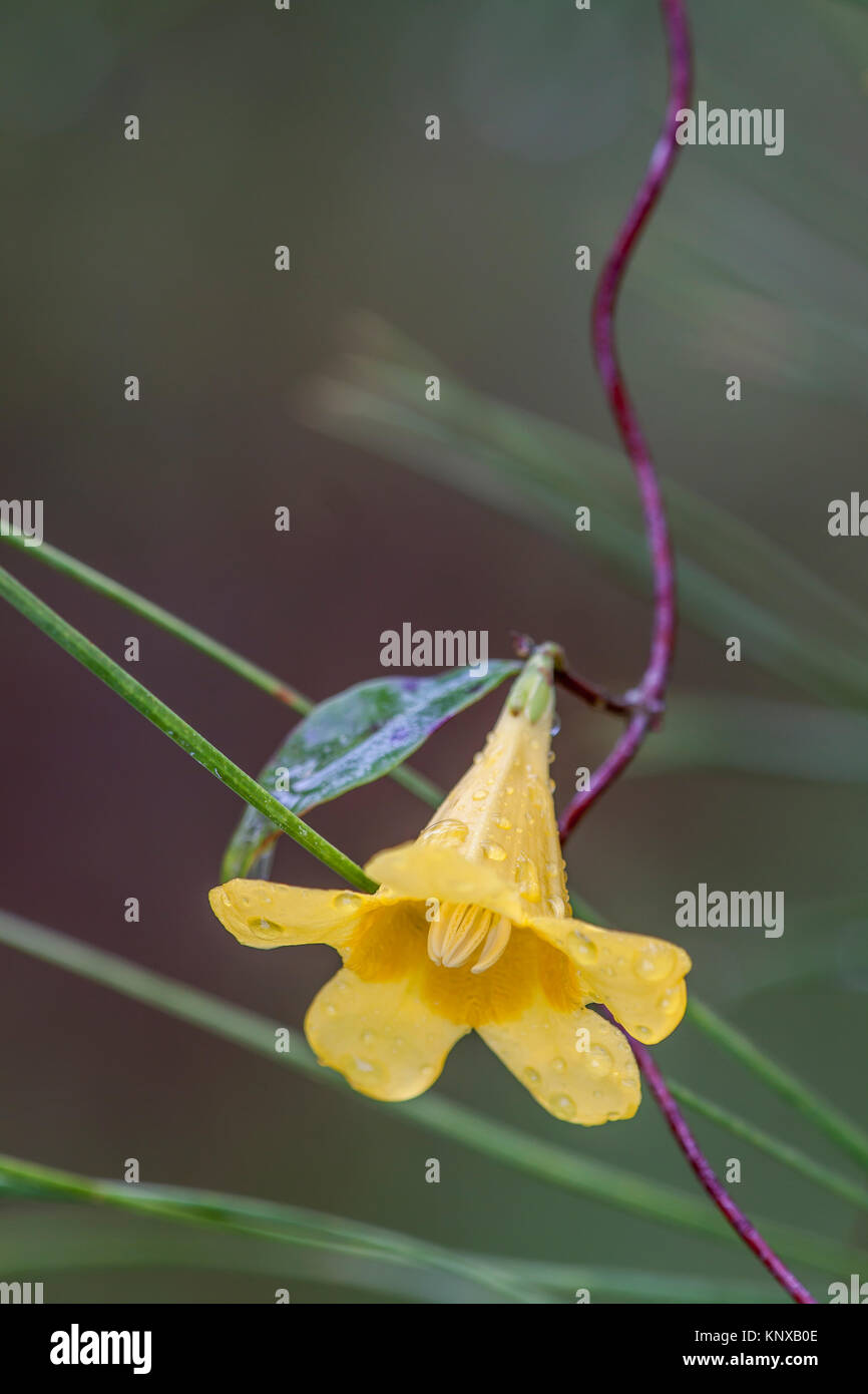 Yellow Jessamine (Gelsemium sempervirens) in Congaree National Park ...