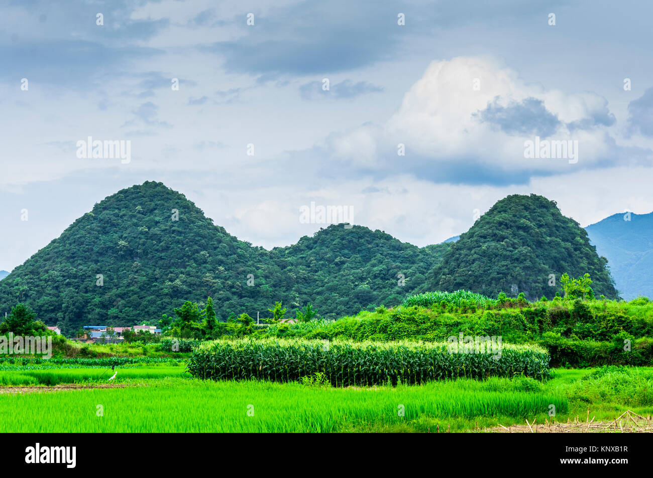 Beautiful rural scenery in summer Stock Photo - Alamy