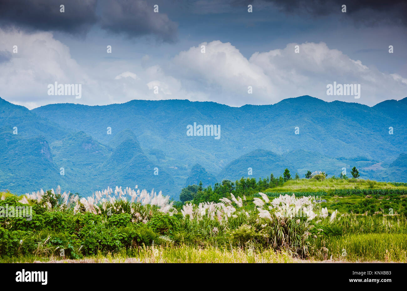 Beautiful rural scenery in summer Stock Photo - Alamy