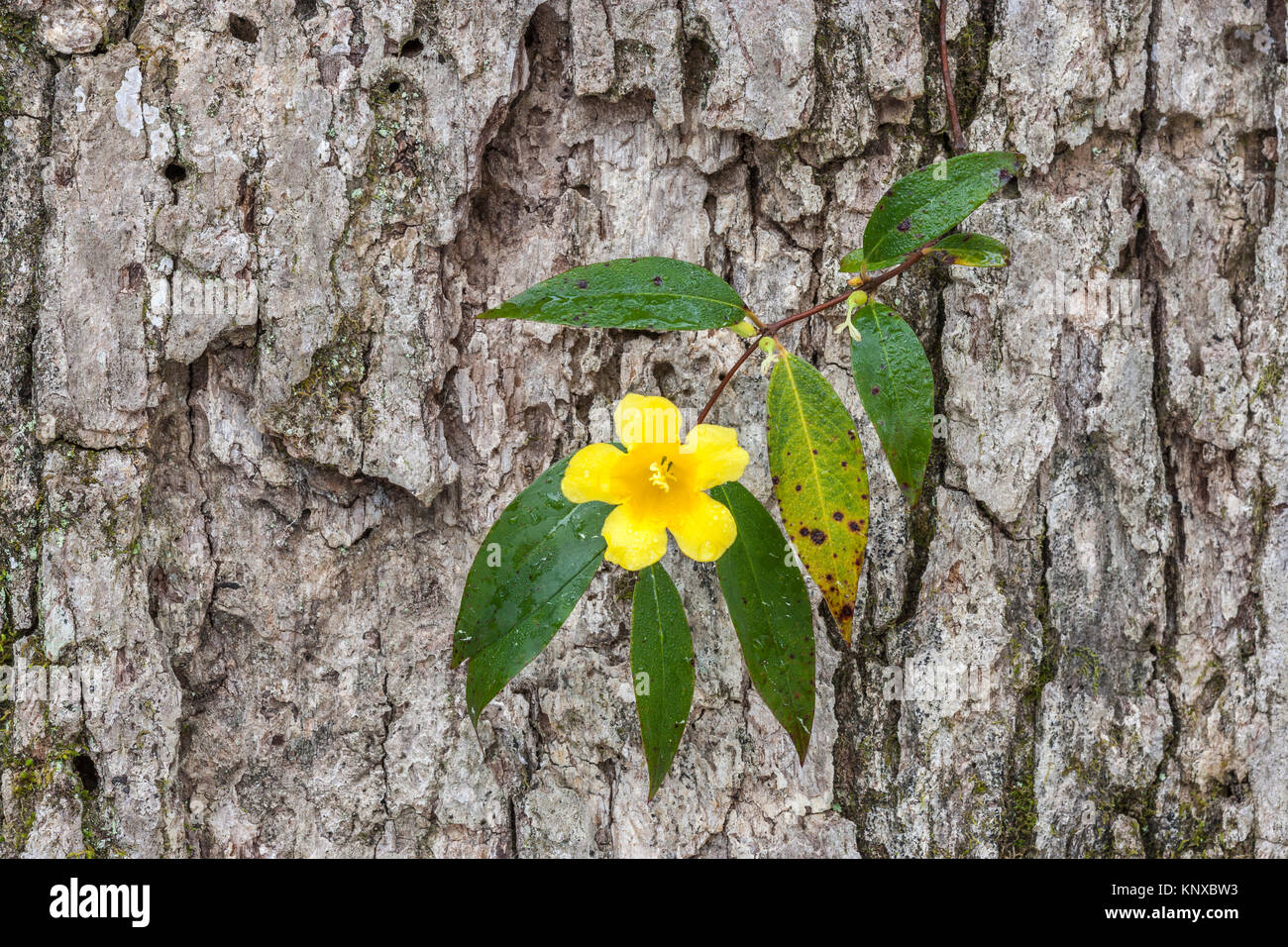 Yellow Jessamine in full bloom on oak in Congaree National Park, South ...