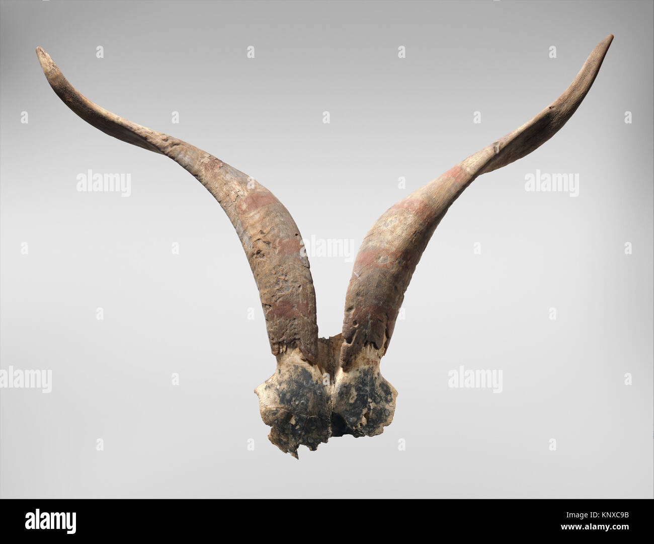 Architectural bucranium depicting an ox skull motif used for classical ...