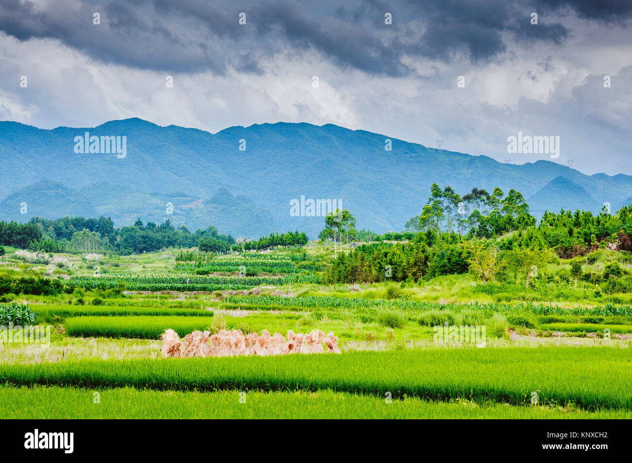 Beautiful rural scenery in summer Stock Photo - Alamy